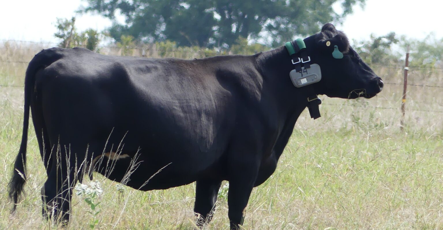 VICTORIA APPROVES VIRTUAL FENCING FOR FARMERS WITH GPS LIVESTOCK ...